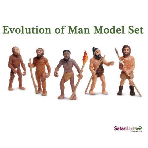 Evolution of Man Model Set